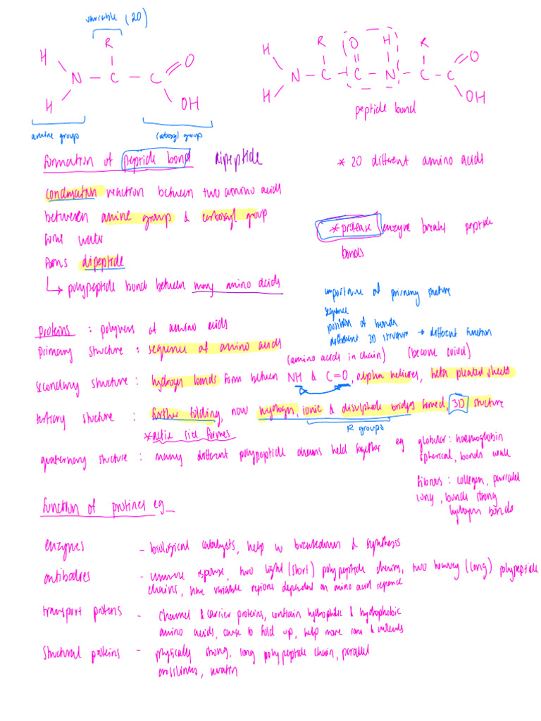 1.4. Proteins Notes | PDF | Amine | Peptide
