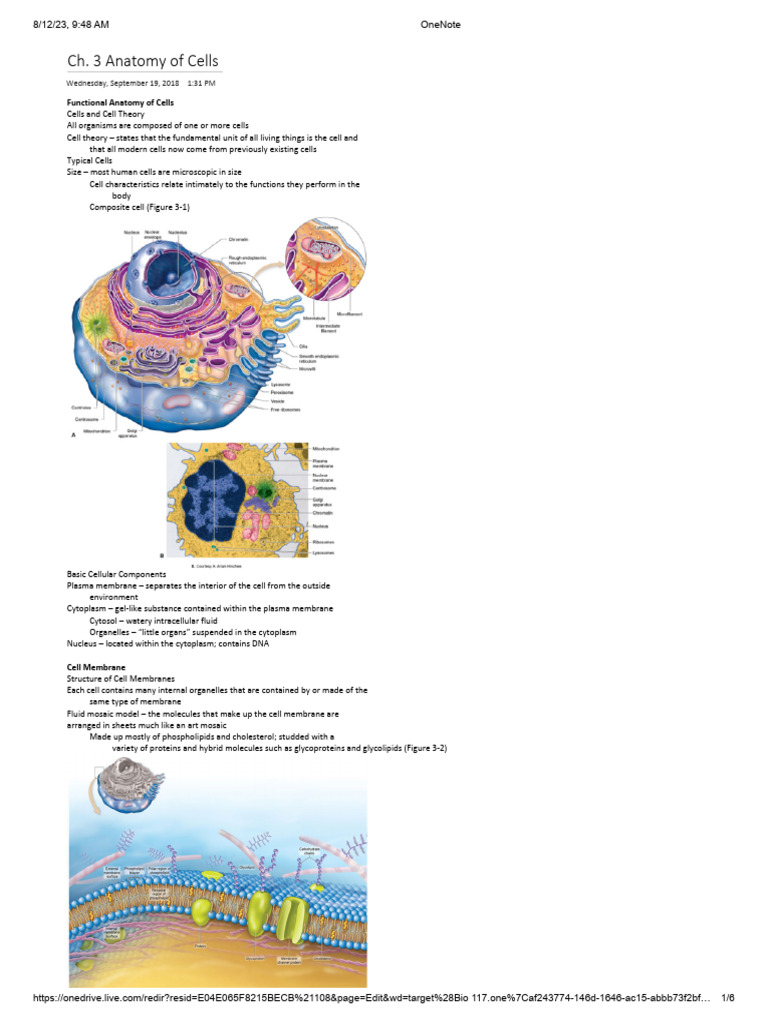 Ch. 3 Anatomy of Cells | PDF | Endoplasmic Reticulum | Cell Membrane