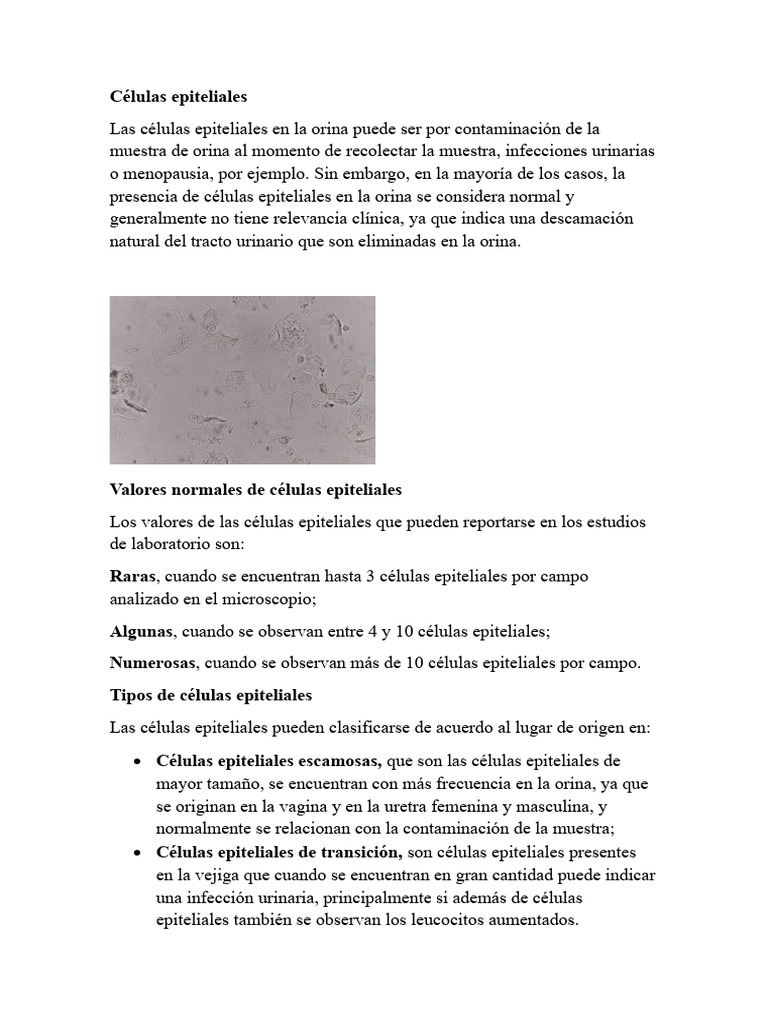 Elementos Formes | PDF | Glóbulo rojo | Sangre