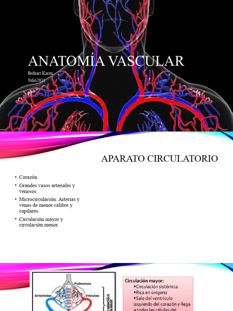 Anatomia Vascular | PDF | Vena | Artería