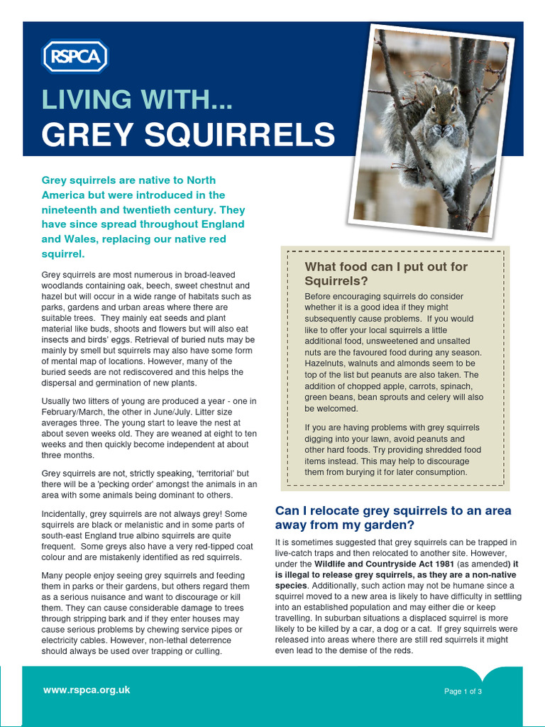 Living with - grey squirrels (V2.0) - 2015 | PDF | Squirrel | Seed