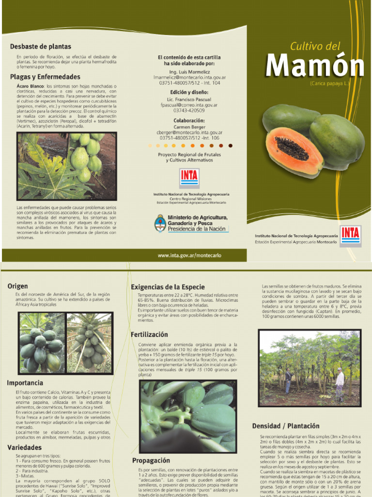 Folleto-Triptico Mamon | PDF