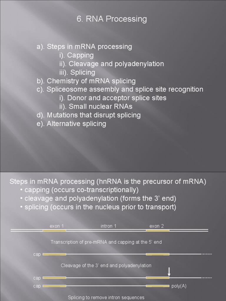 RNA Processing | PDF | Rna Splicing | Messenger Rna