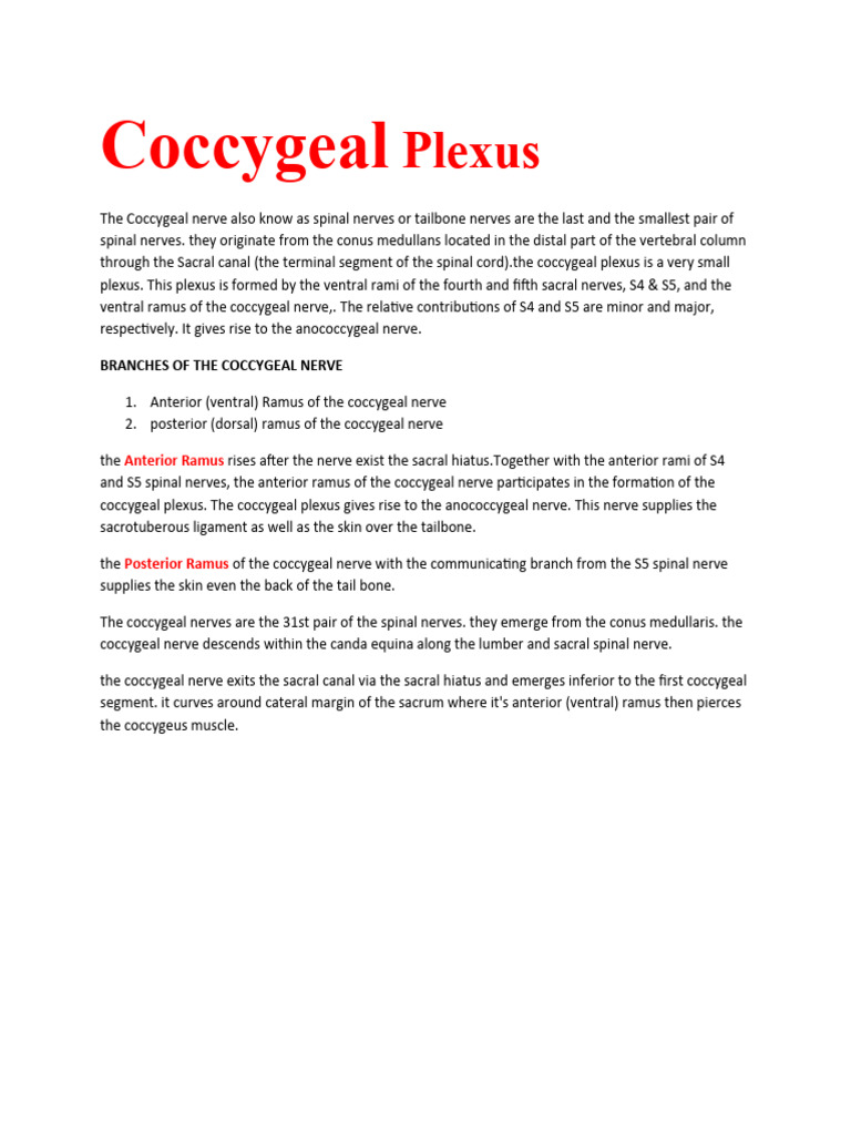 Coccygeal Nerve | PDF