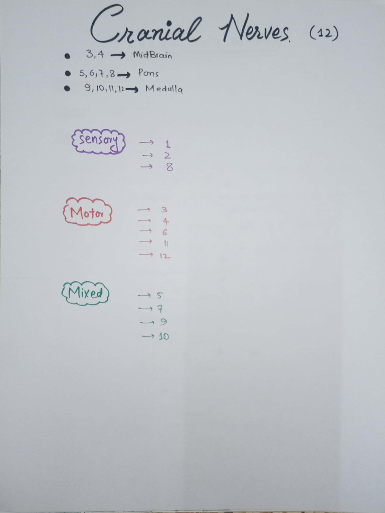 Cranial Nerves. SF Notes | PDF