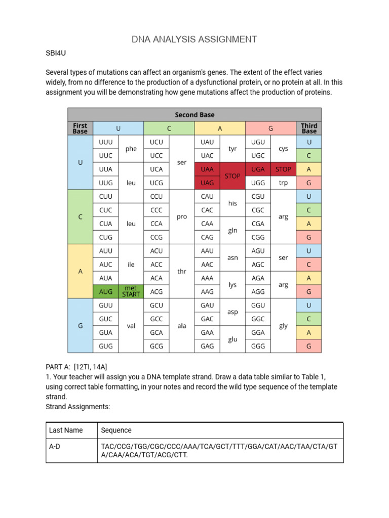 DNA Analysis Assignment | PDF | Nucleic Acid Sequence | Point Mutation