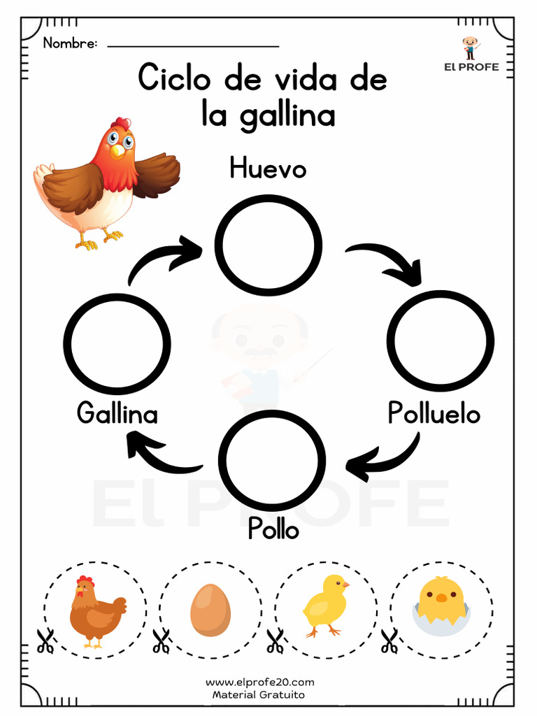 Actividades Del Ciclo de Vida de Los Animales | PDF