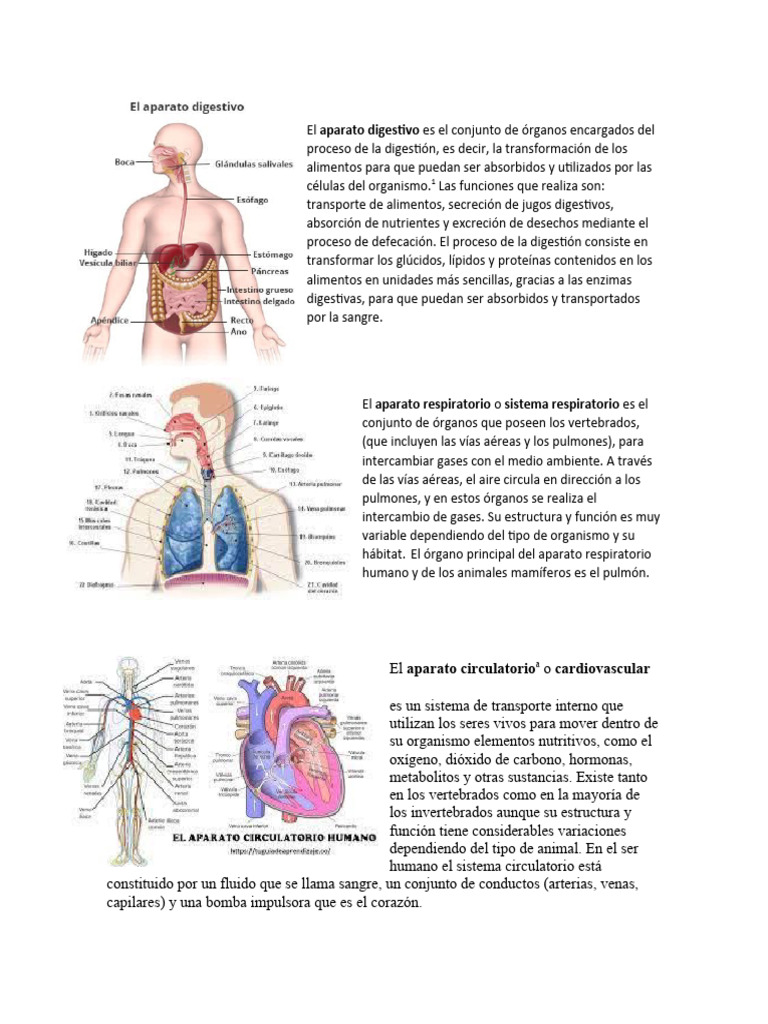 Aparatos | PDF | Músculo | La sexualidad humana