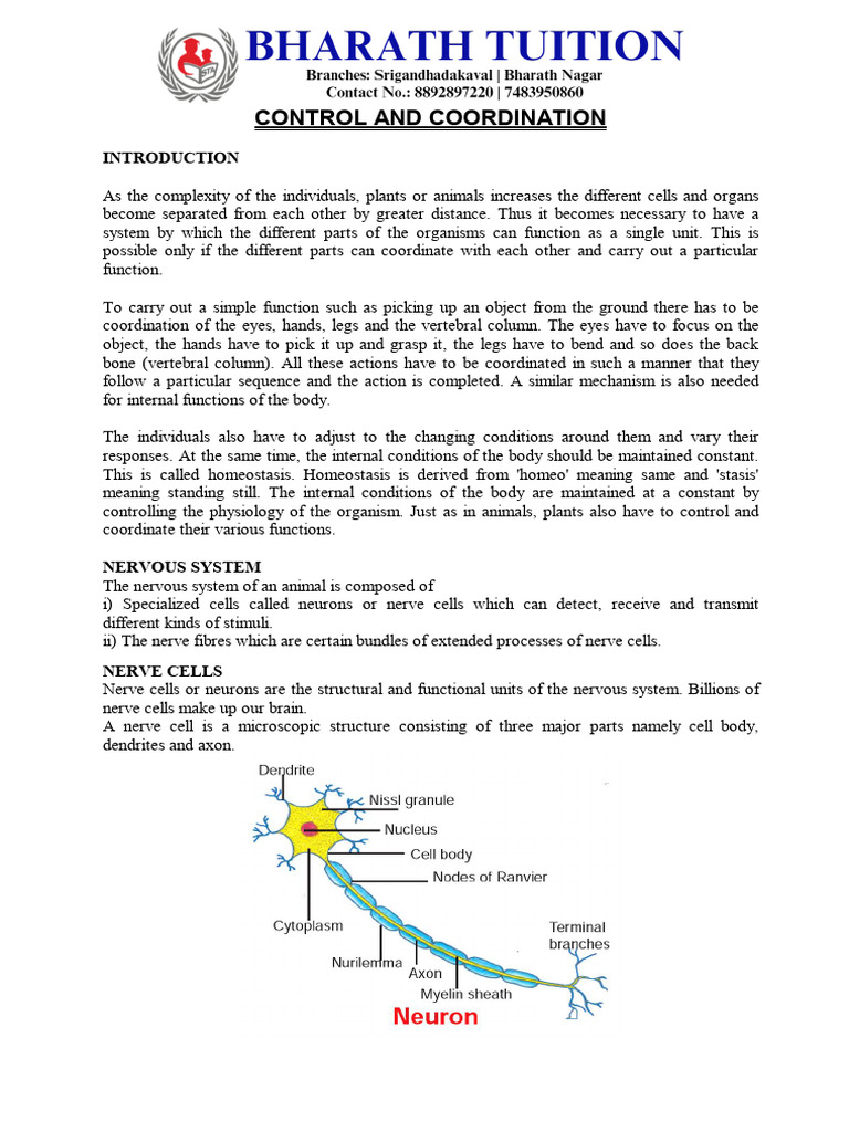 Control & Cordination Notes-1 | Download Free PDF | Neuron | Endocrine ...
