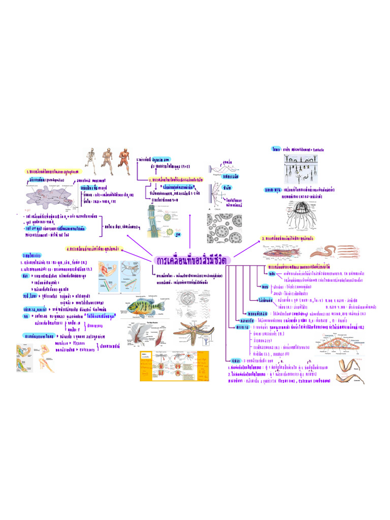 Plant Cell Mind Map | PDF