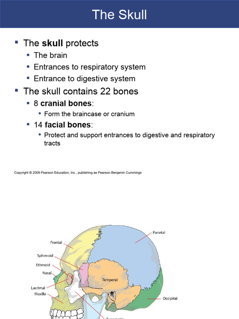 The Skull | PDF | Skull | Human Head And Neck