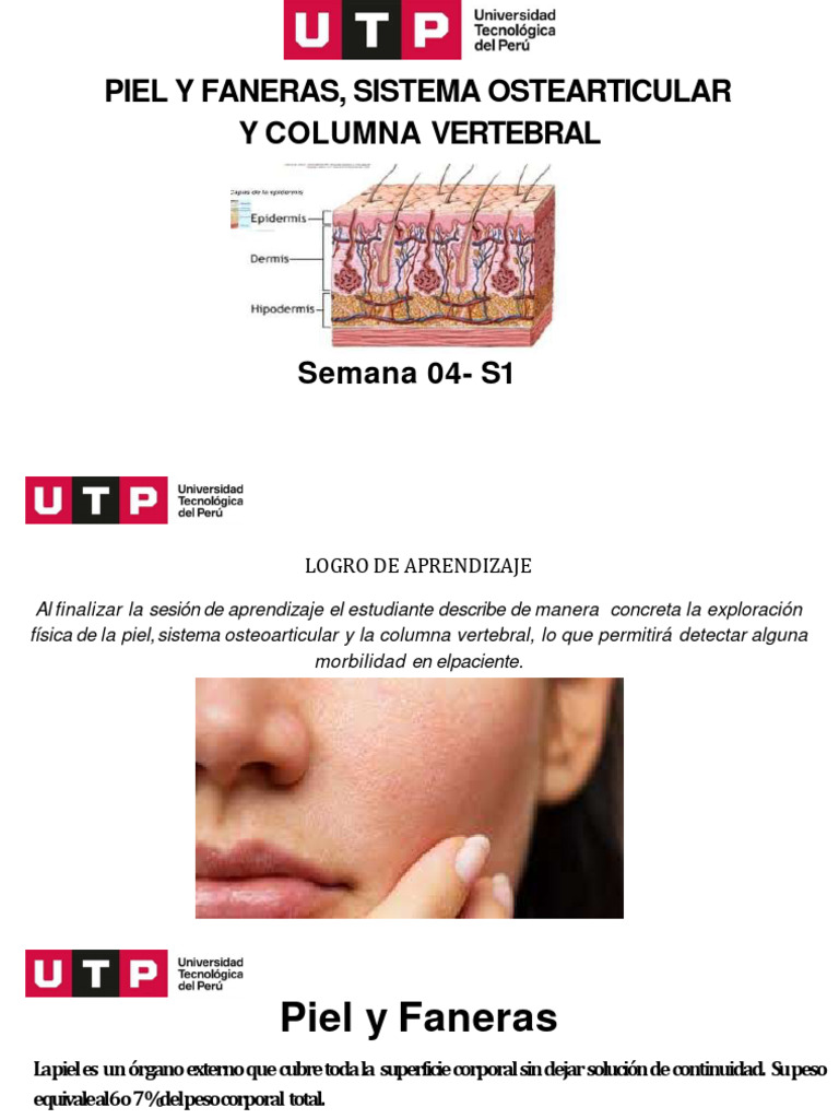 SEMANA 4 - SESION 1 | PDF | Piel | Biología