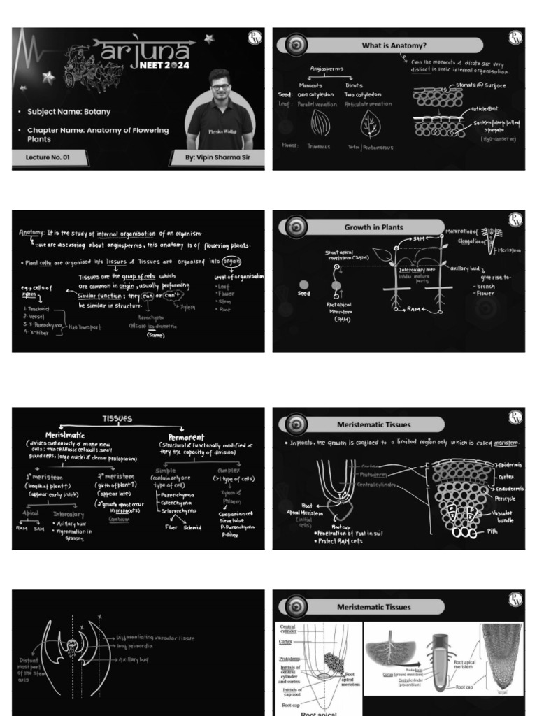 Anatomy of Flowering Plants00 - Classnotes - Arjuna NEET 2024 | PDF