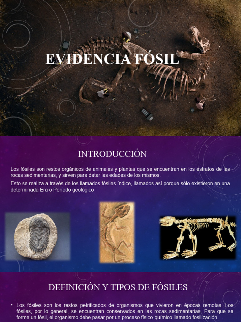 Evidencia Fósil | PDF | Fósil | Naturaleza