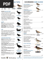 UK Gull Identification Guide | PDF | Gull | Birds
