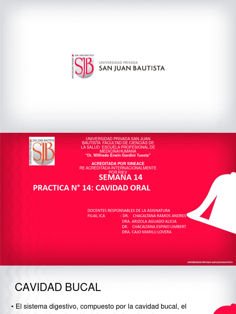 14° y 15° PRACT HISTO CAV ORAL, GLAND. Y GUSTATIVO | PDF | Epitelio | Anatomía