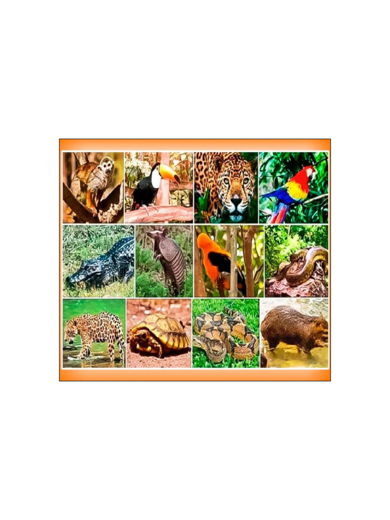 Flora y Fauna Macuspana | PDF