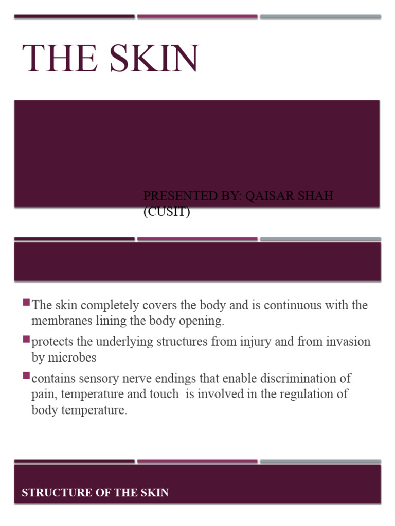 The Skin | PDF | Skin | Epidermis