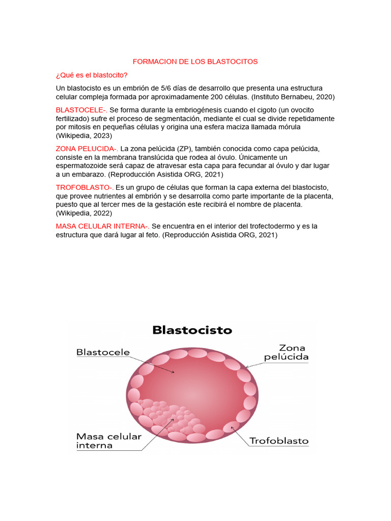 Formación y Estructura del Blastocito | PDF | Ciencia y matemáticas