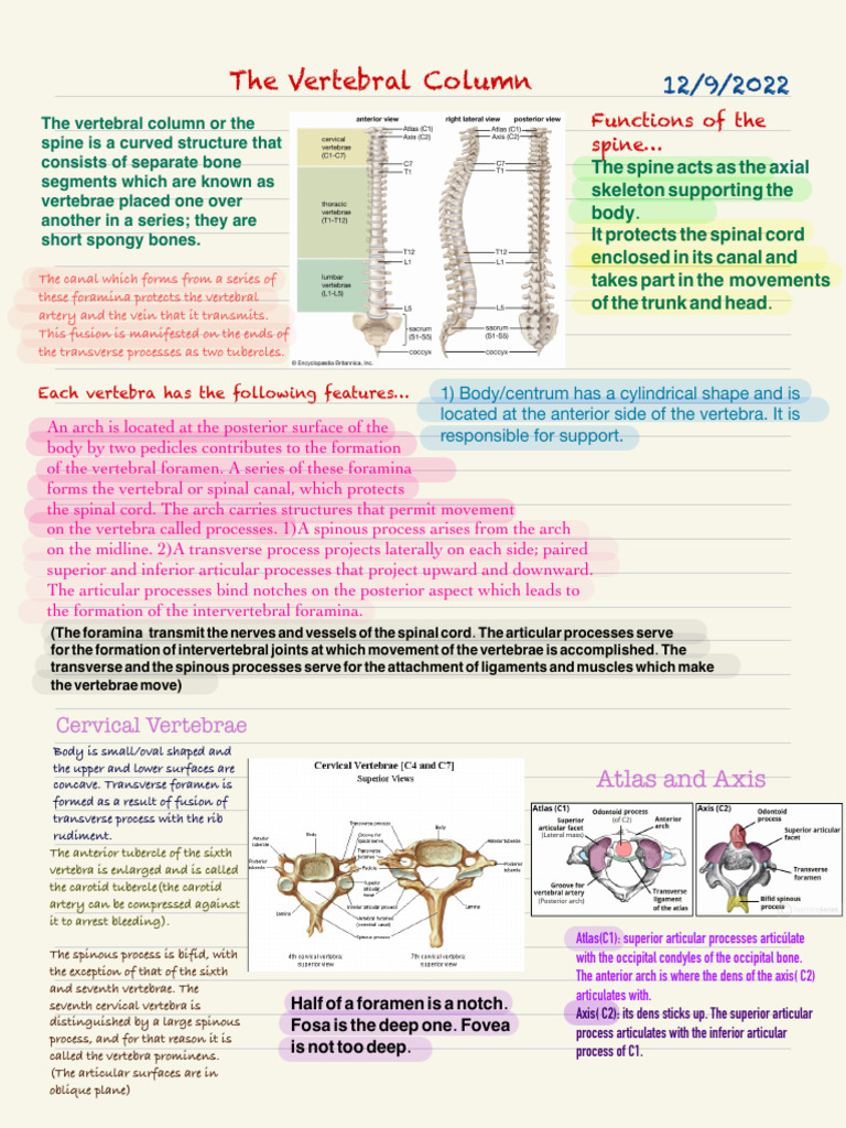 63349d6cb6cce 1st Year Mbbs Notes. Osteology | PDF | Vertebra ...