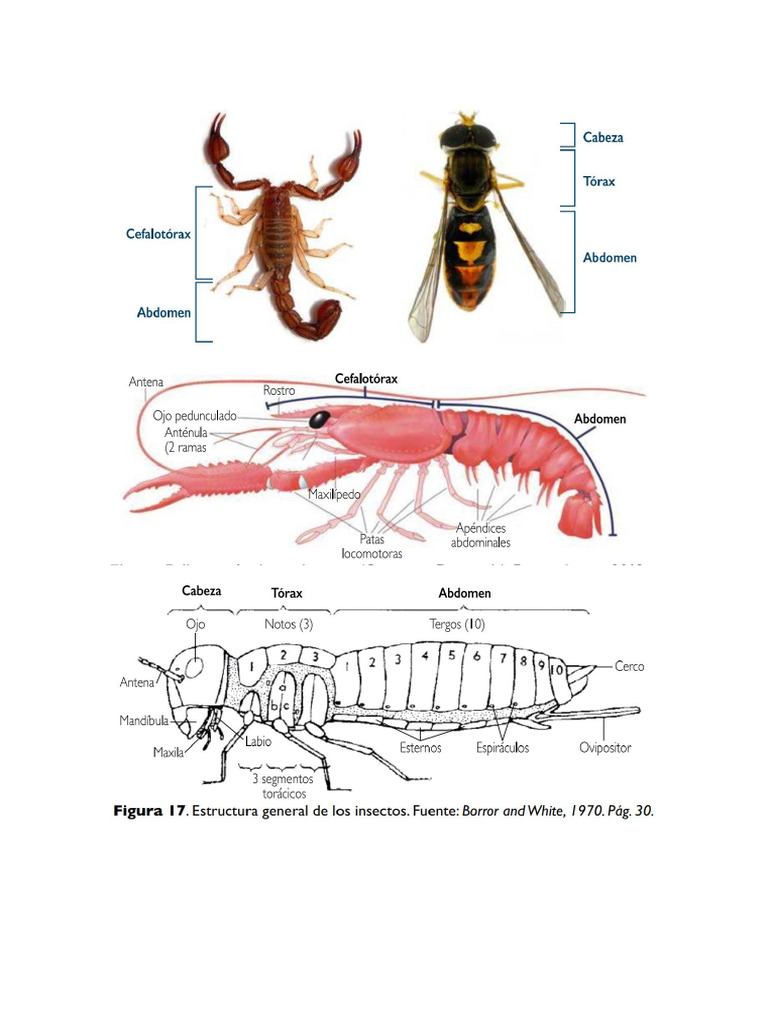 Graficos Anatomia Insectos | PDF