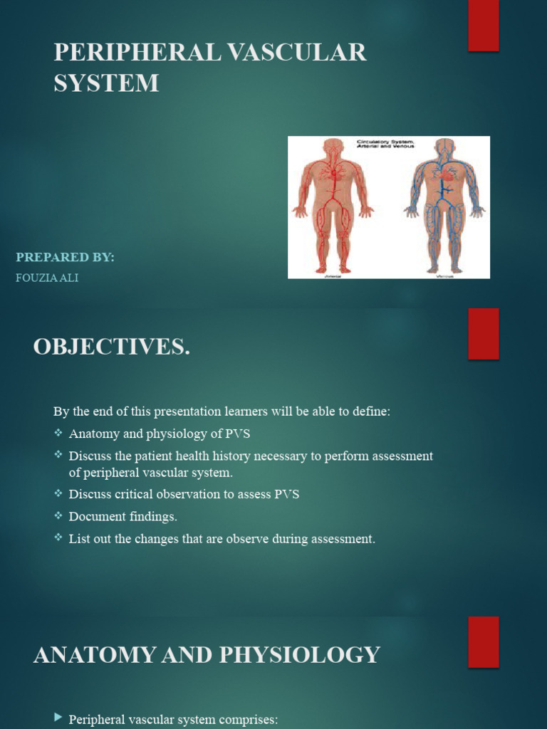 Peripheral Vascular System Assessment | PDF | Vein | Blood Vessel