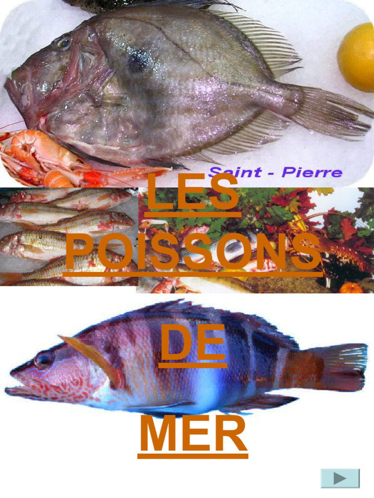 Classification des poissons de mer | PDF | Poisson