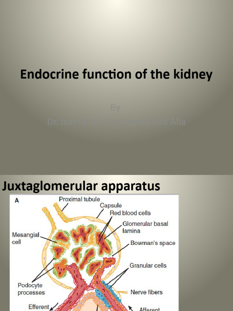 11-Endocrine Kidney | PDF | Kidney | Angiotensin