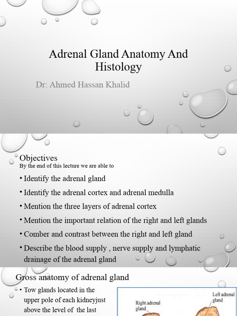Adrenal Gland Anatomy and Histology Guide | PDF | Adrenal Gland | Kidney