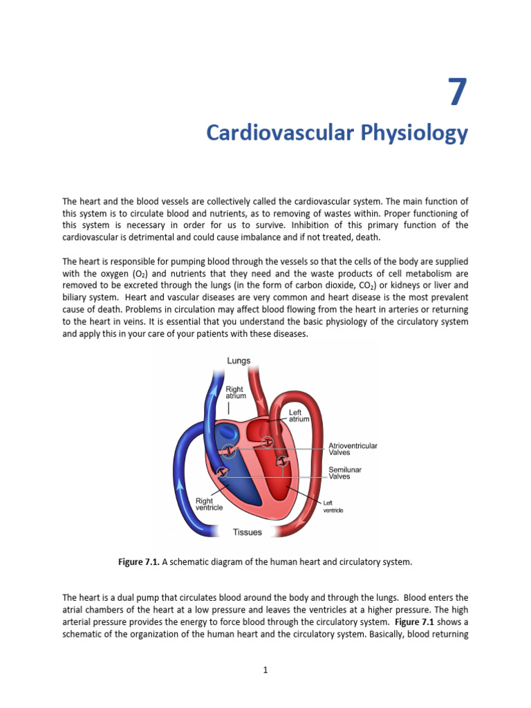 [MODULE] Experiment 7 - Cardiovascular Physiology | PDF | Ventricle ...