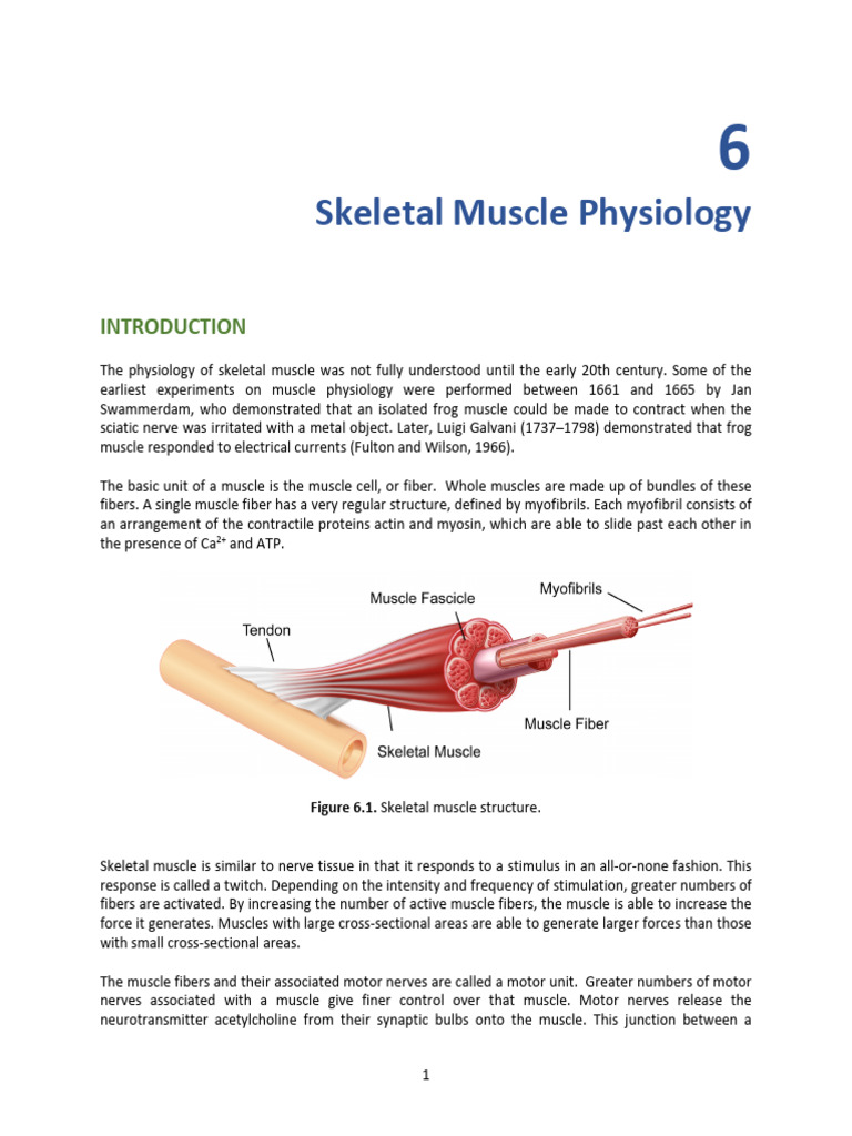 (MODULE) Experiment 5 - Muscle Physiology | PDF | Muscle Contraction ...