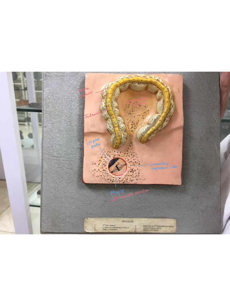 Models Embryo | PDF | Developmental Biology | Anatomy