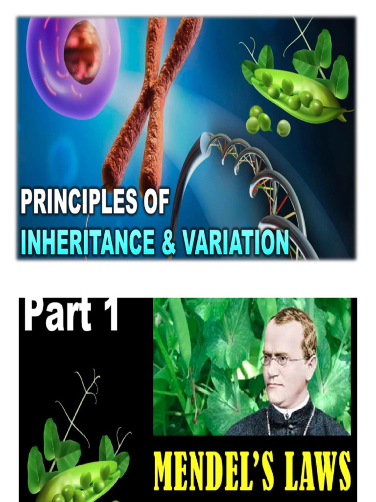 Principles of Inheritance Notes-1 | PDF | Dominance (Genetics) | Heredity