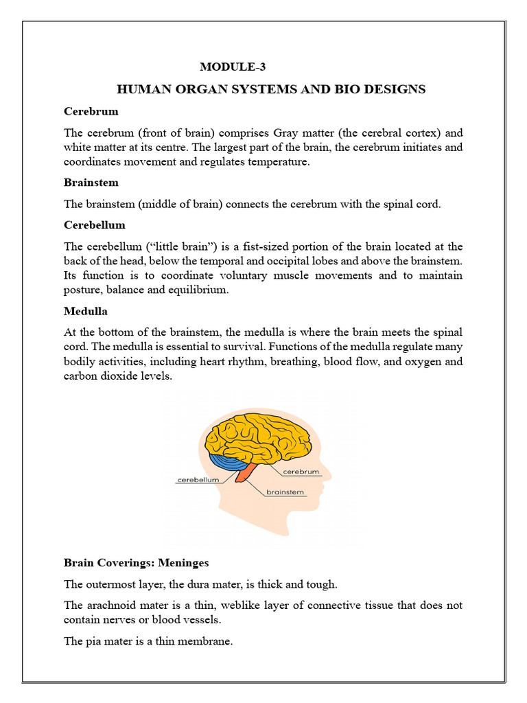 Bio Notes | PDF | Nervous System | Kidney