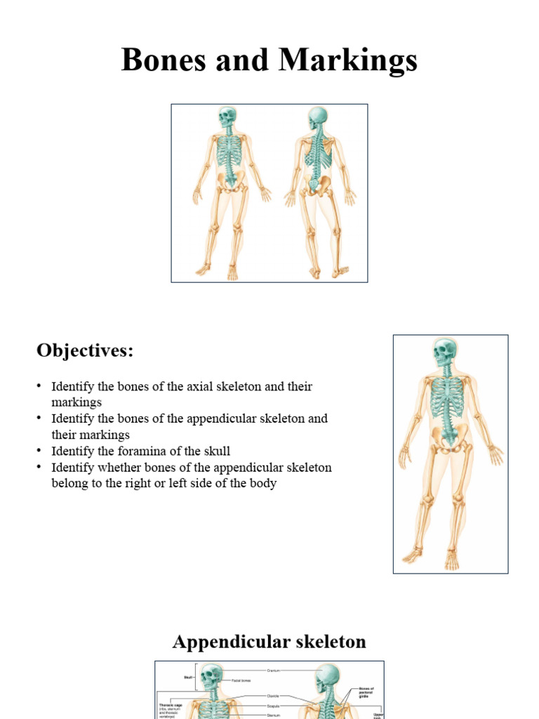 Bones and Markings! | PDF | Vertebra | Pelvis