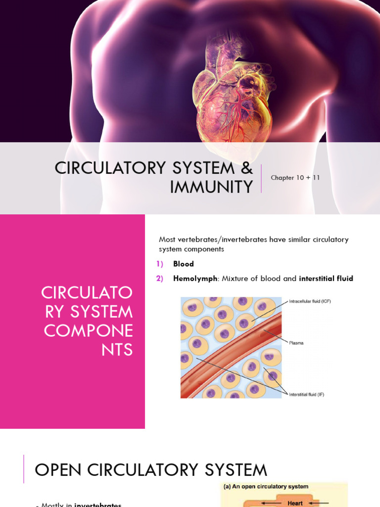 Circulatory Immunity Notes | PDF | Heart Valve | Blood Type