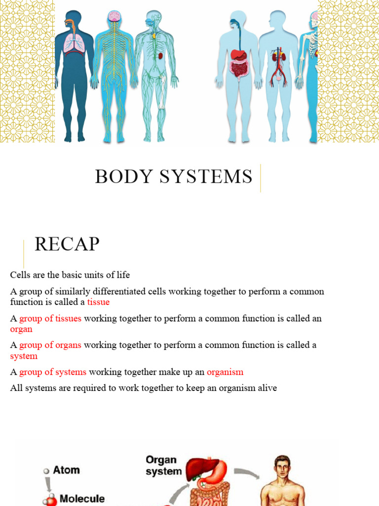 Topic 2 Body Systems (Autosaved) | PDF | Atrium (Heart) | Heart