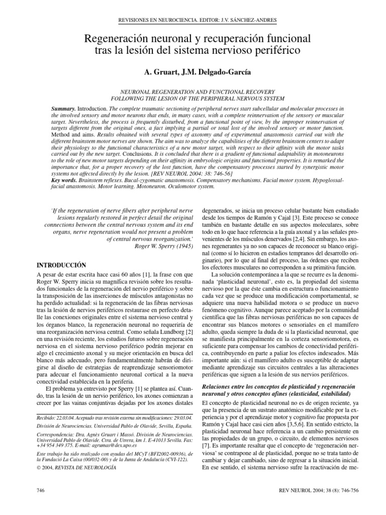 Regeneracion Neuronal y Recuperacion Fun | PDF | Neurona | Sinapsis