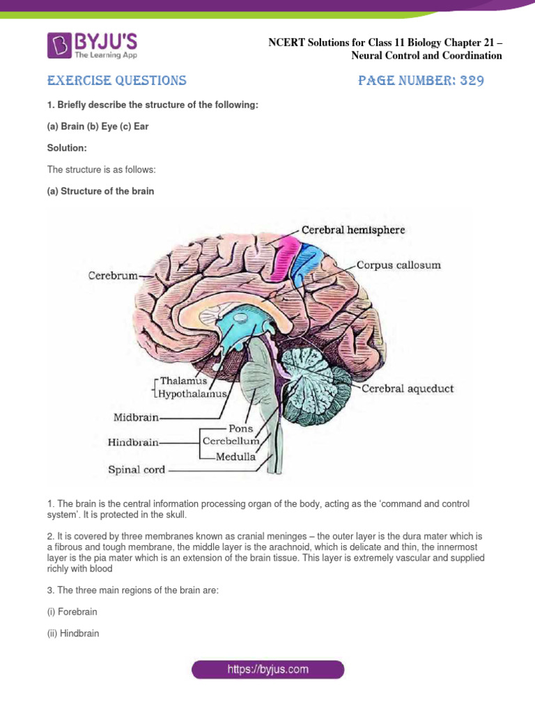 Ncert Solution | PDF | Chemical Synapse | Depolarization