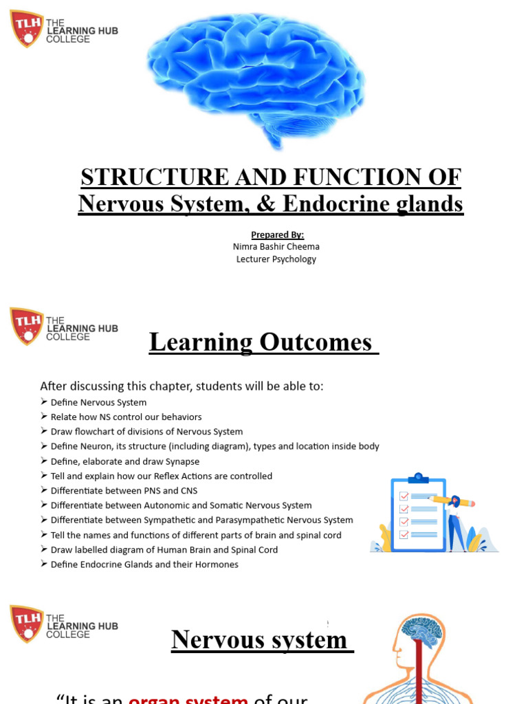 Nervous System and Endocrine Glands Overview | PDF | Neuron | Nervous ...