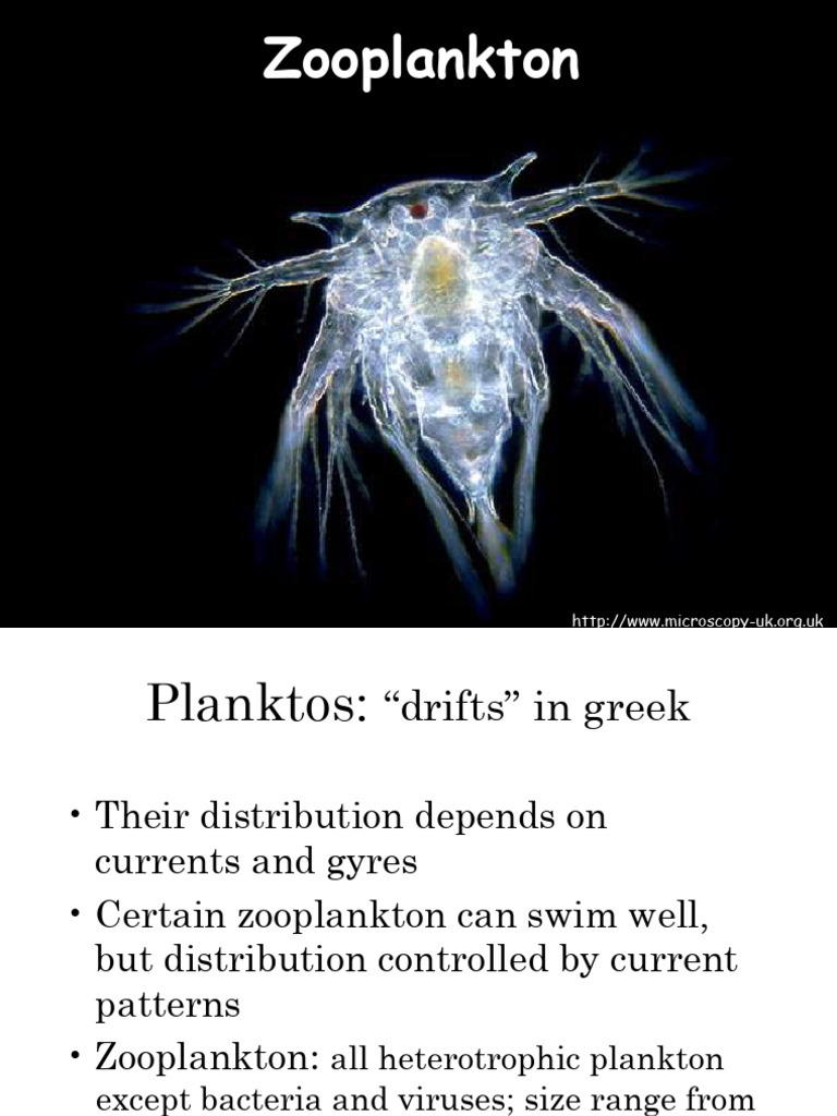 [NEW] LU5 Zooplankton | PDF | Plankton | Marine Biology