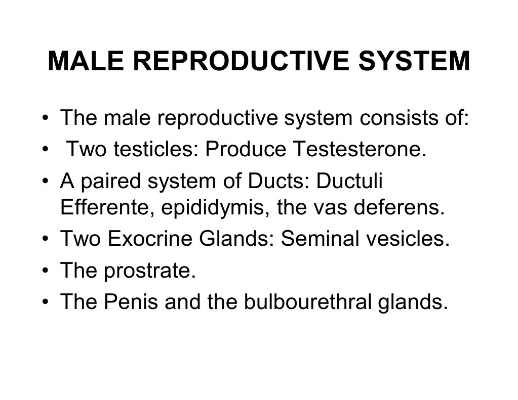 Male Reproductive System1 | Testicle | Animal Anatomy