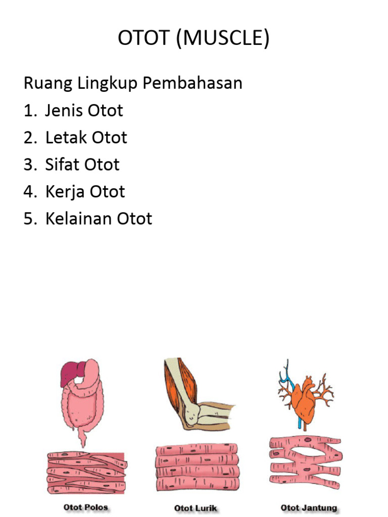 Otot (Muscle) | PDF