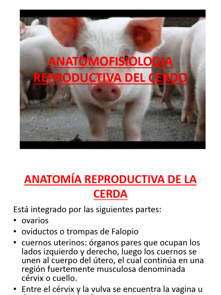 Anatomofisiologia Reproductiva Del Cerdo | PDF | Vagina | Sistema ...