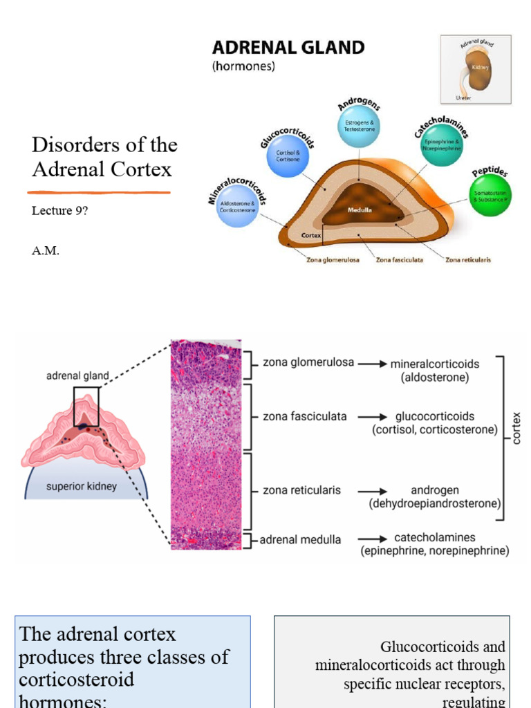 Lecture 9 - ADRENAL | PDF | Adrenal Gland | Adrenocorticotropic Hormone