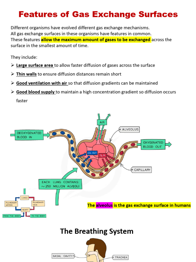 GAS EXCHANGE IN HUMANS | PDF | Breathing | Thorax
