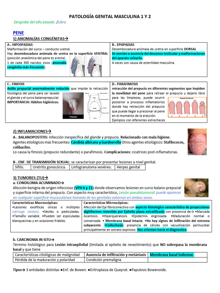 Tema 41 y 42. Resumen. Patología Genital Masculina 1 Y 2 | PDF | Neoplasias | Enfermedades y ...