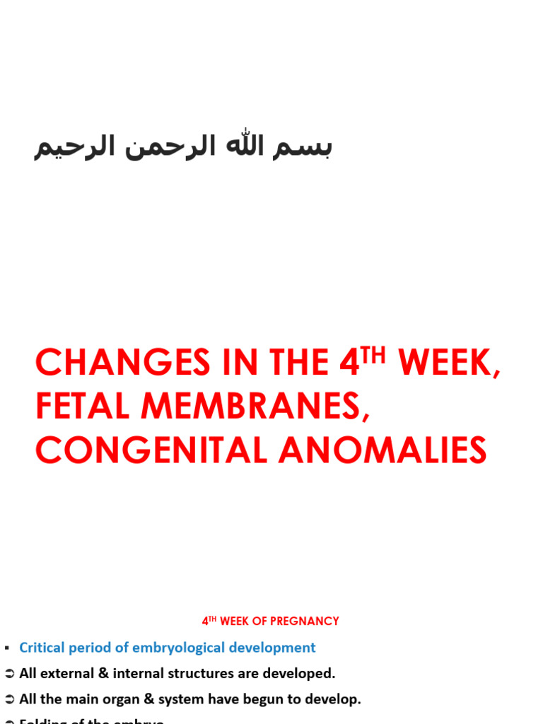 4th Week Pregnancy Changes | PDF | Placenta | Fetus