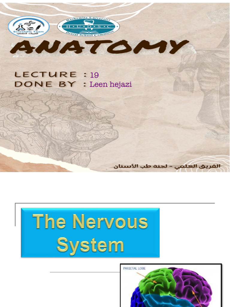 Anatomy L19 Leen Hejazi | PDF | Spinal Cord | Vertebral Column