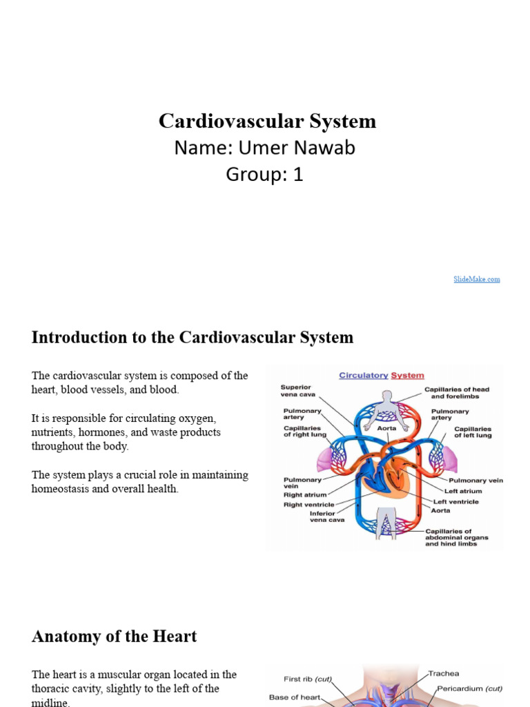 Cardiovascular System (Umer Nawab) GM 1 | PDF | Heart | Blood Vessel